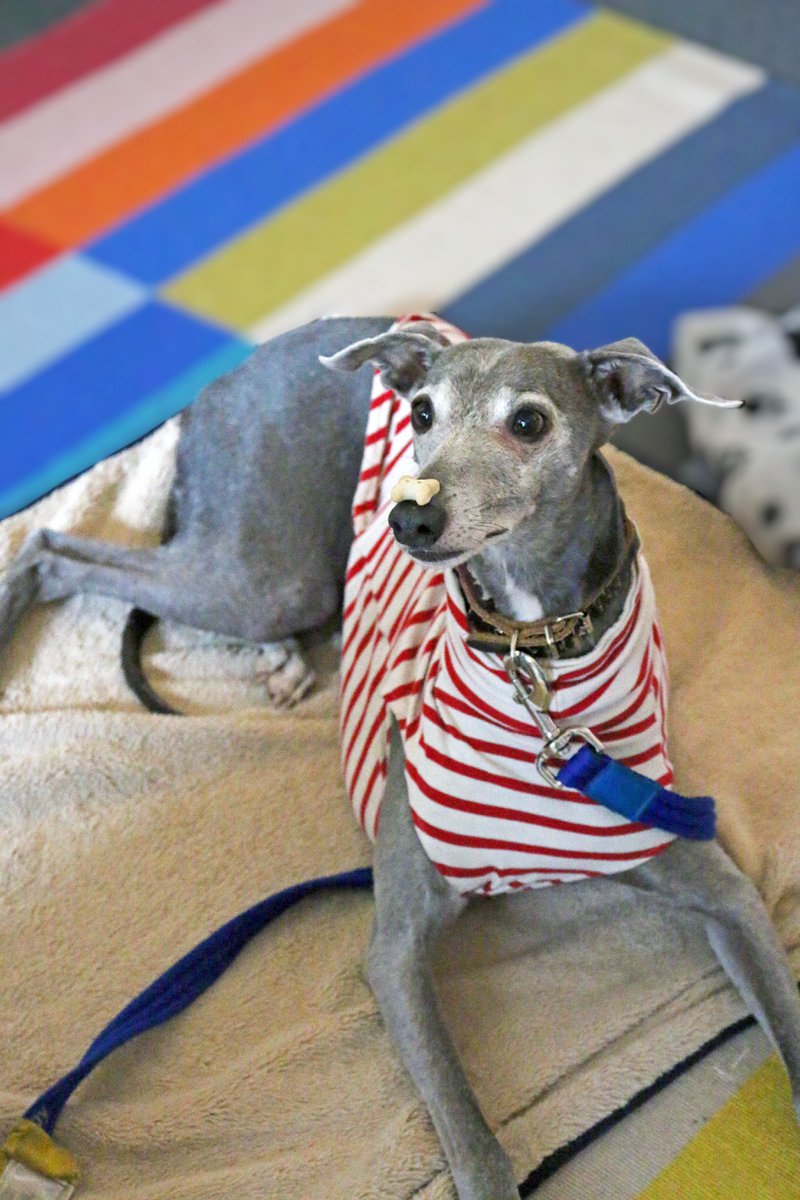 Meet Winnie the Wellbeing Dog