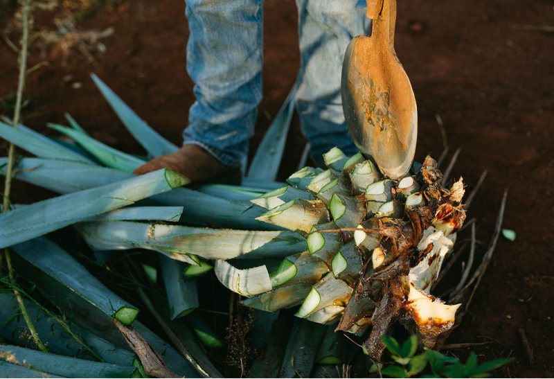 Non-GMO Agave Syrup Supplier: Why They Matter