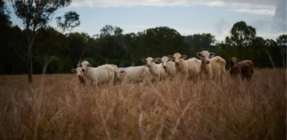 New Resource Empowers Producers to Navigate Queensland’s Stock Routes ...