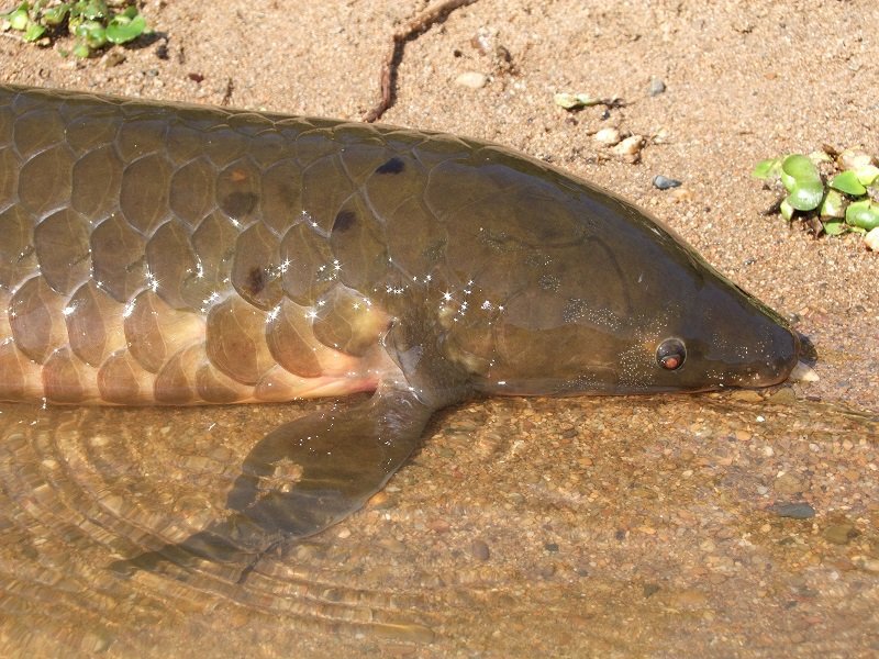 New research published on Australian lungfish