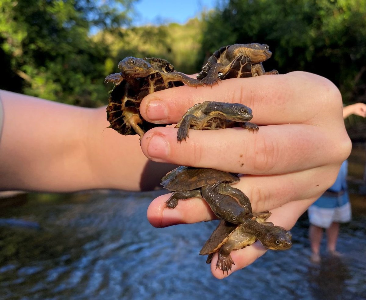 Outlook improves for endangered Mary River turtle